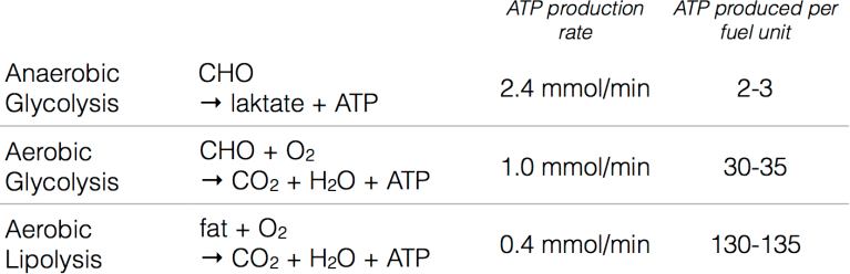 Energy Systems interplay for runners – Fun.Run.Dad