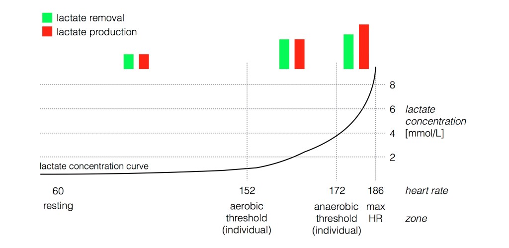 Energy Systems interplay for runners – Fun.Run.Dad